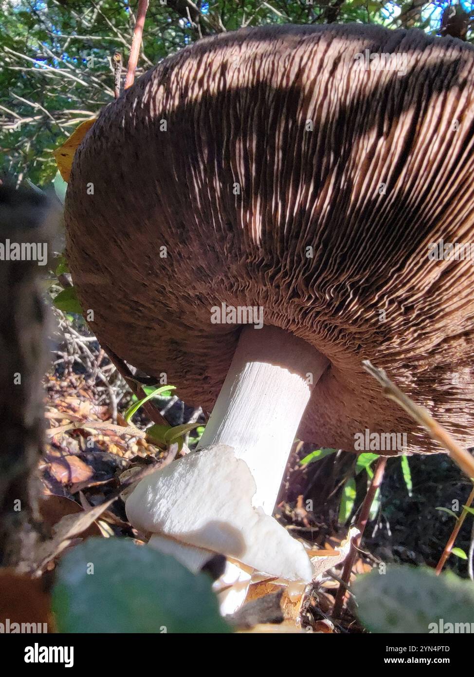 Agaricus hondensis hi-res stock photography and images - Alamy