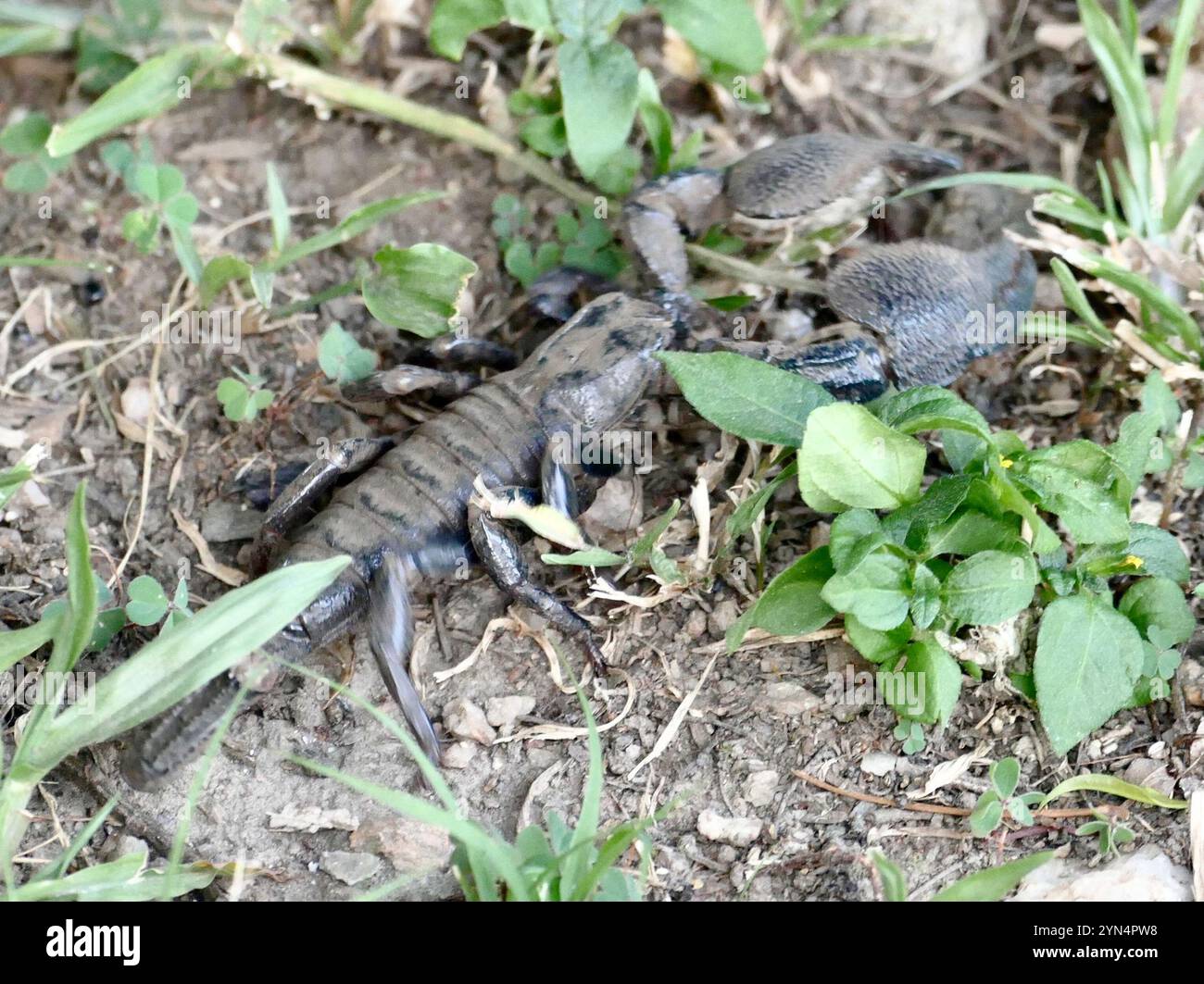 Common Emperor Scorpion (Pandinus imperator Stock Photo - Alamy