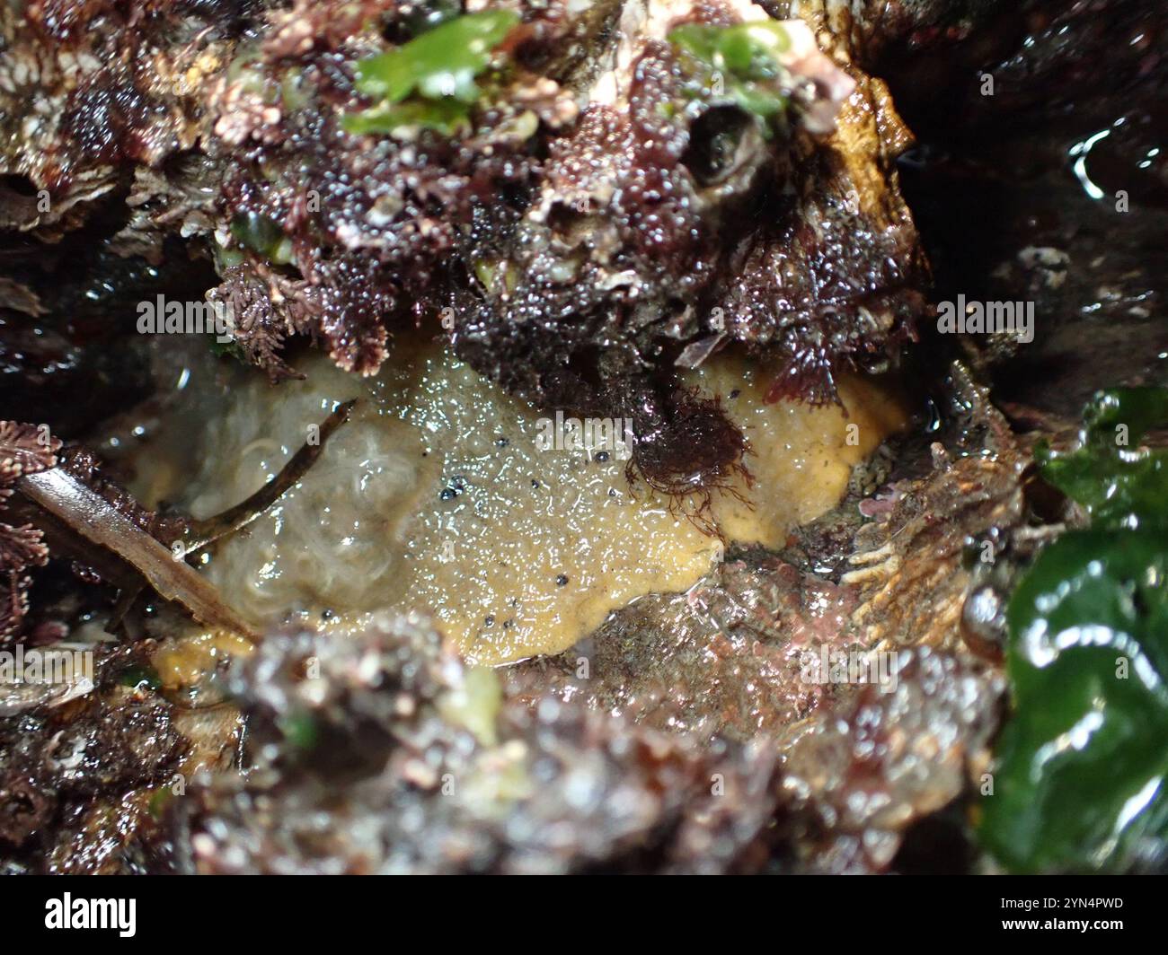 Doris montereyensis hi-res stock photography and images - Alamy