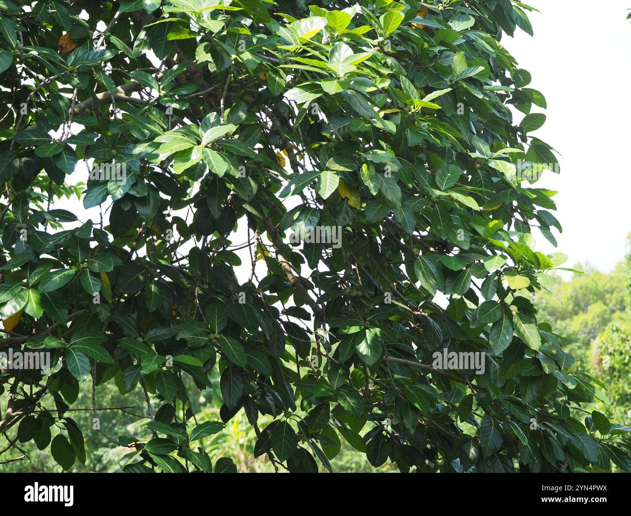 Hauili fig tree (Ficus septica Stock Photo - Alamy