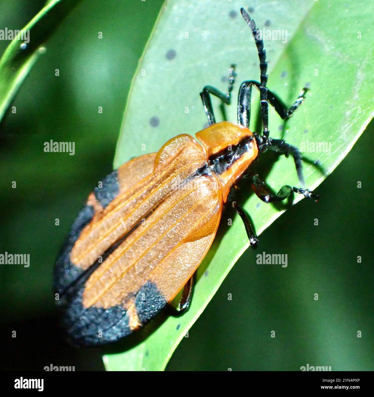 Lycus latissimus hi-res stock photography and images - Alamy