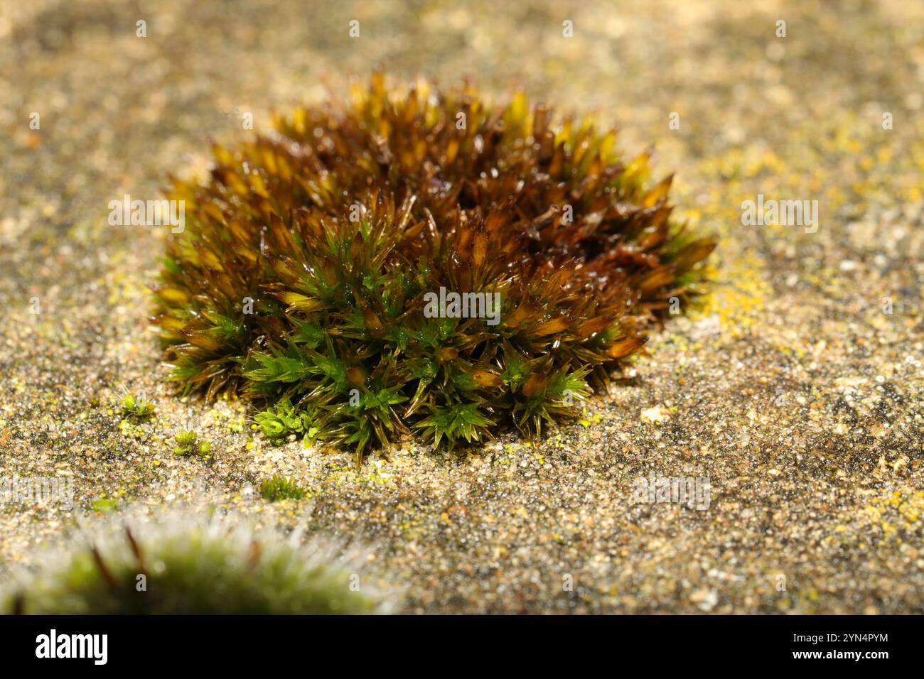 Anomalous Bristle-moss (Orthotrichum anomalum Stock Photo - Alamy