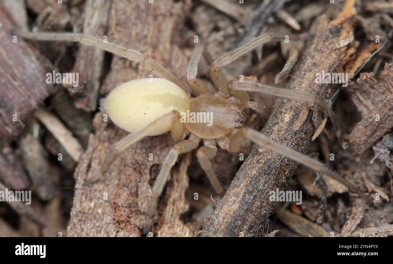 Northern Yellow Sac Spider (Cheiracanthium mildei Stock Photo - Alamy