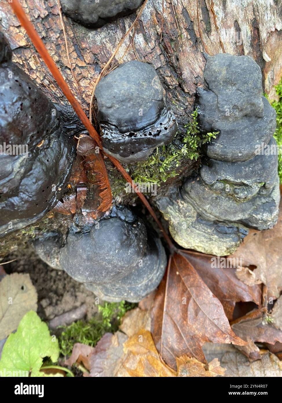 Hoof Fungus (Fomes fomentarius Stock Photo - Alamy