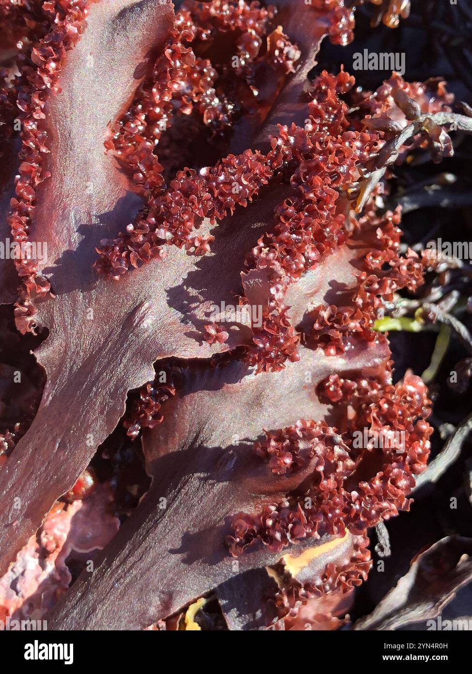 Grape Tongue (Cryptopleura ruprechtiana Stock Photo - Alamy
