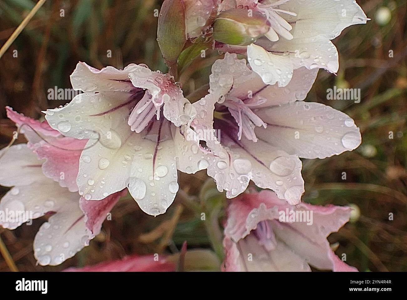Common Swordlily (Gladiolus floribundus Stock Photo - Alamy