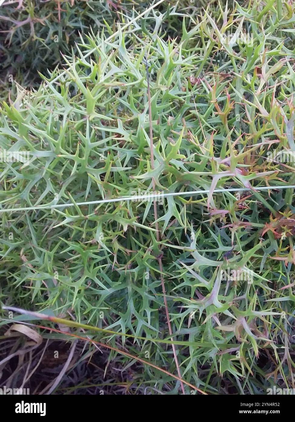 Horny Cone-bush (Isopogon ceratophyllus Stock Photo - Alamy
