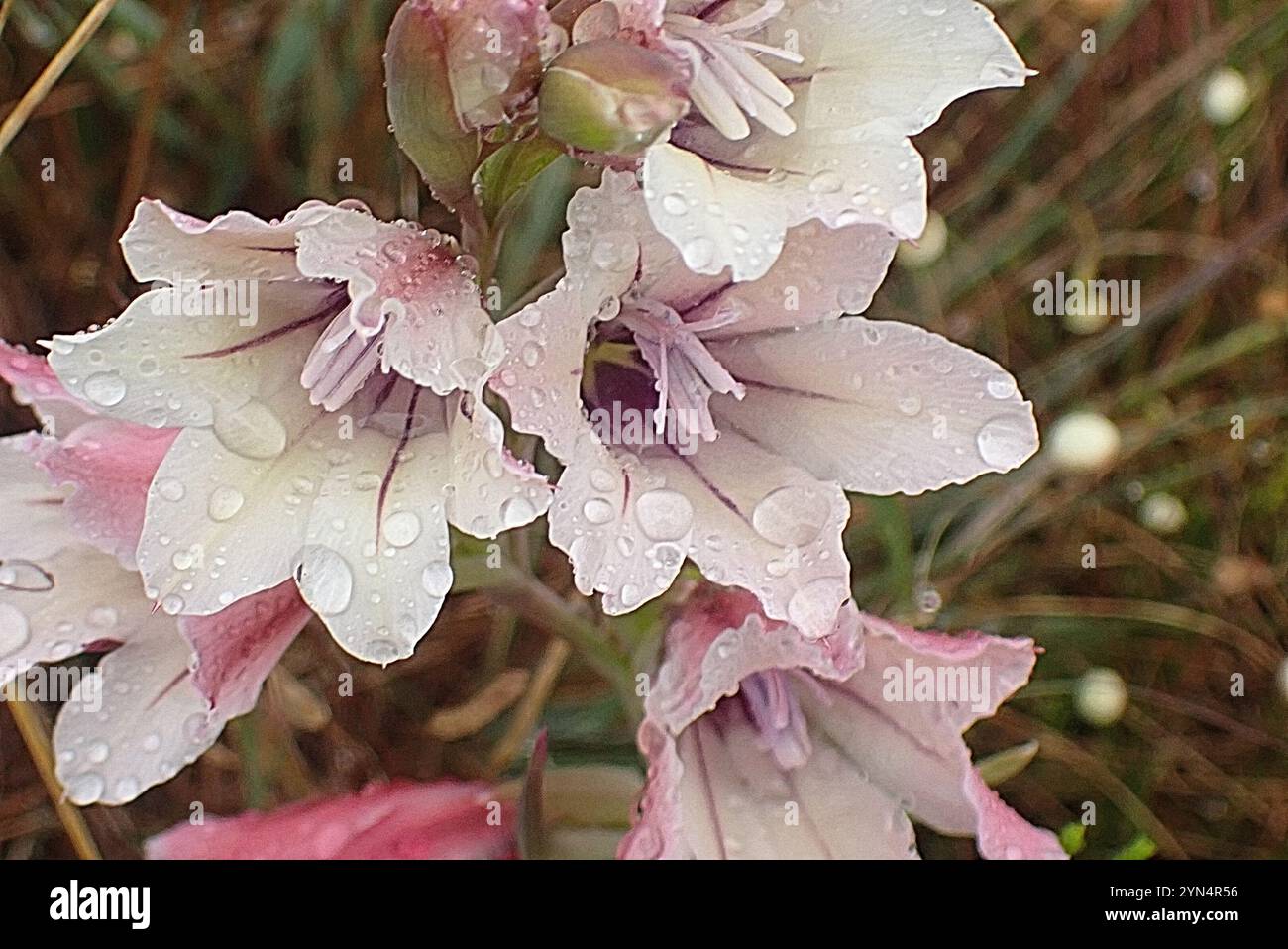 Common Swordlily (Gladiolus floribundus Stock Photo - Alamy