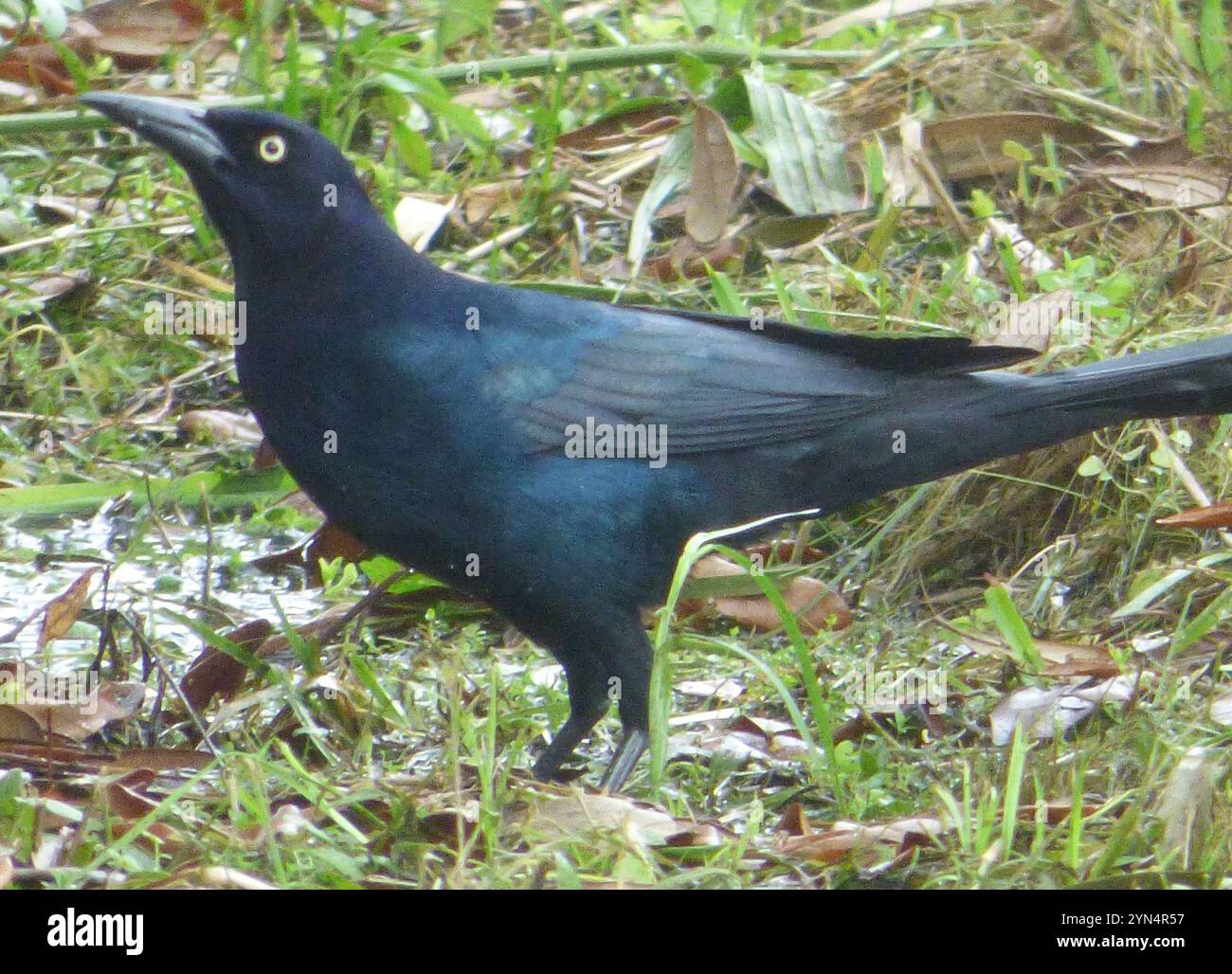Boat-tailed Grackle (Quiscalus major Stock Photo - Alamy