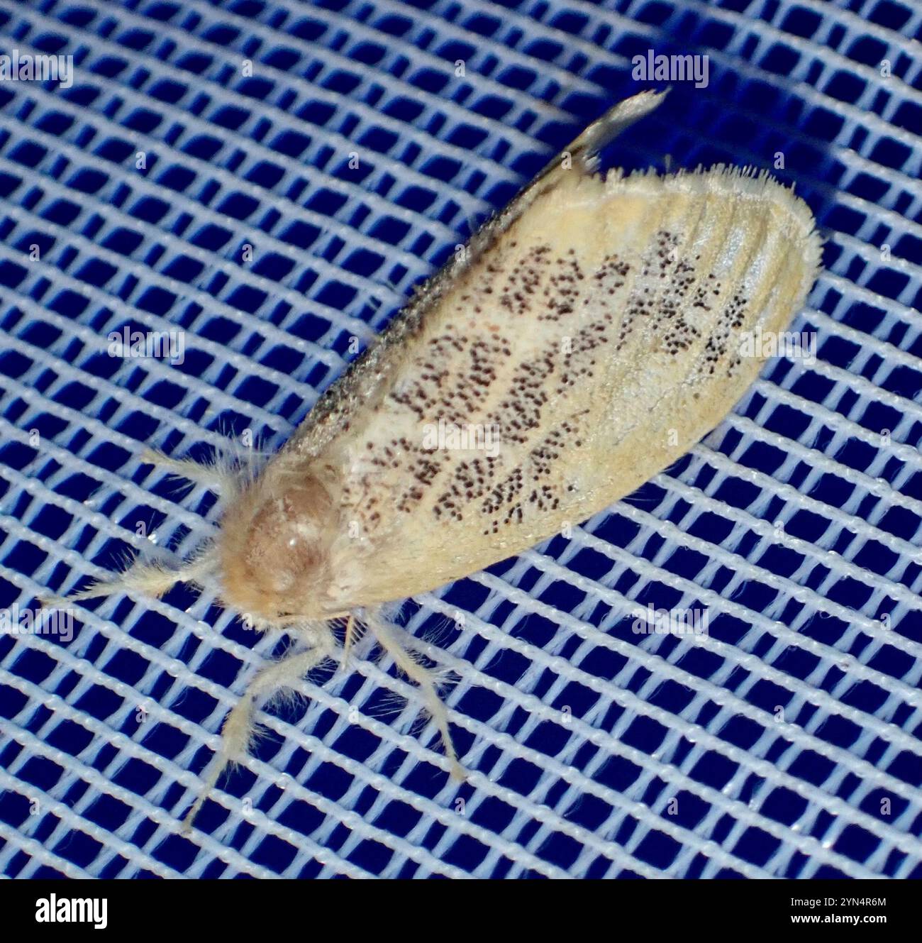 Tussock Moths (Lymantriinae Stock Photo - Alamy