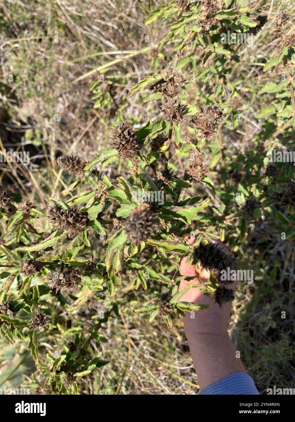 Indian Valley false mallow (Malvastrum americanum Stock Photo - Alamy