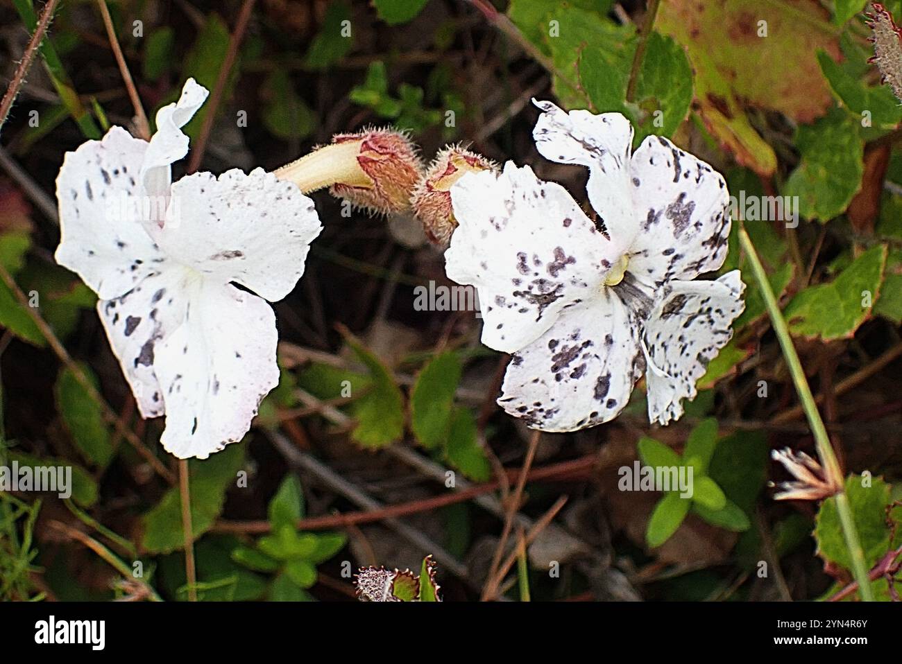 Cape Inkflower (Harveya capensis Stock Photo - Alamy