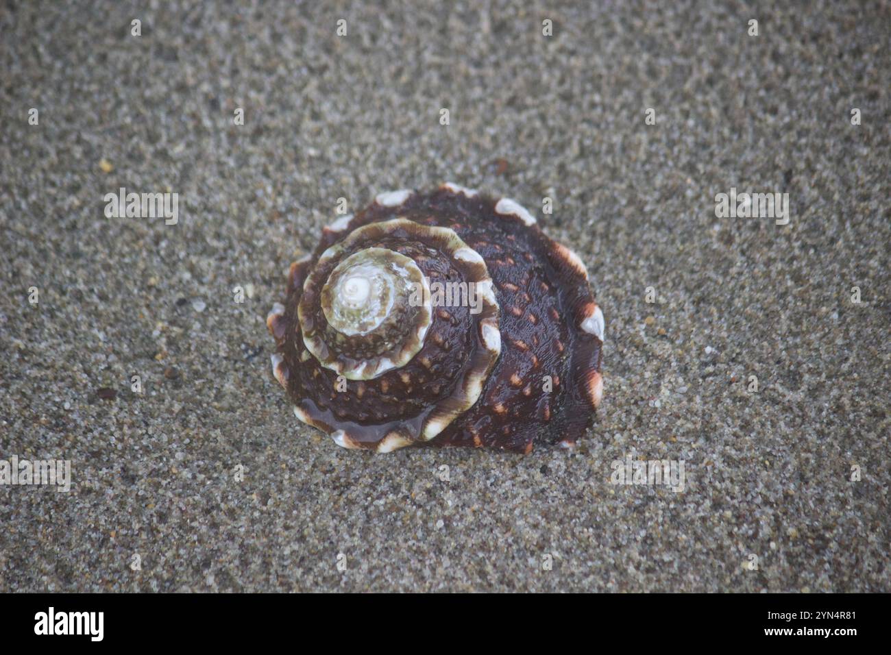 Wavy Turban (Megastraea undosa Stock Photo - Alamy