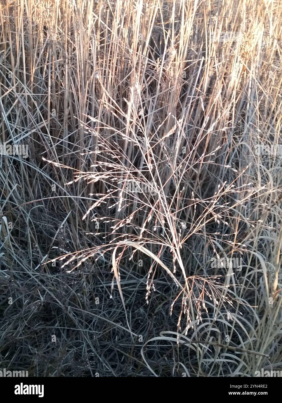 switchgrass (Panicum virgatum Stock Photo - Alamy