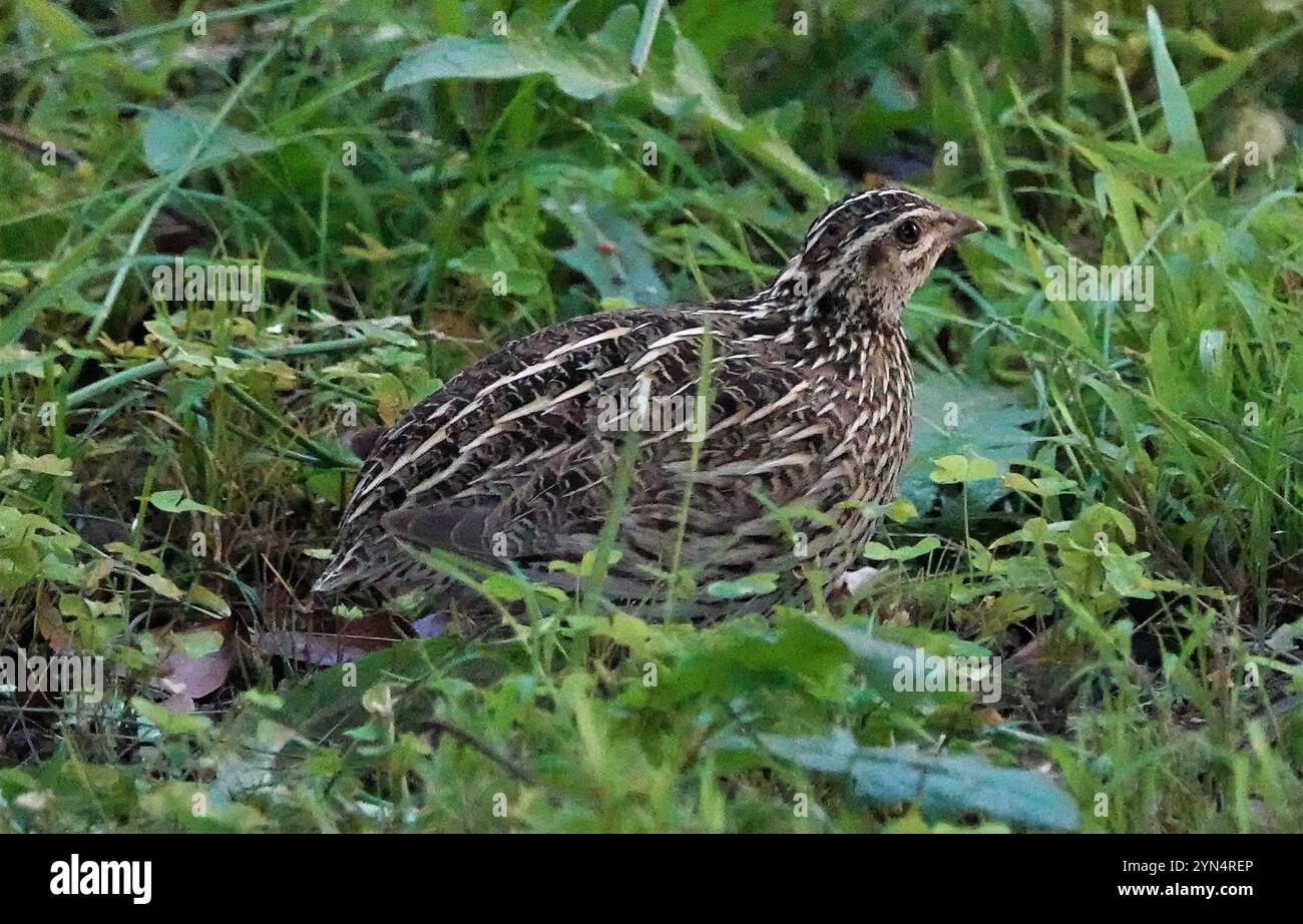 Stubble Quail (Coturnix pectoralis Stock Photo - Alamy