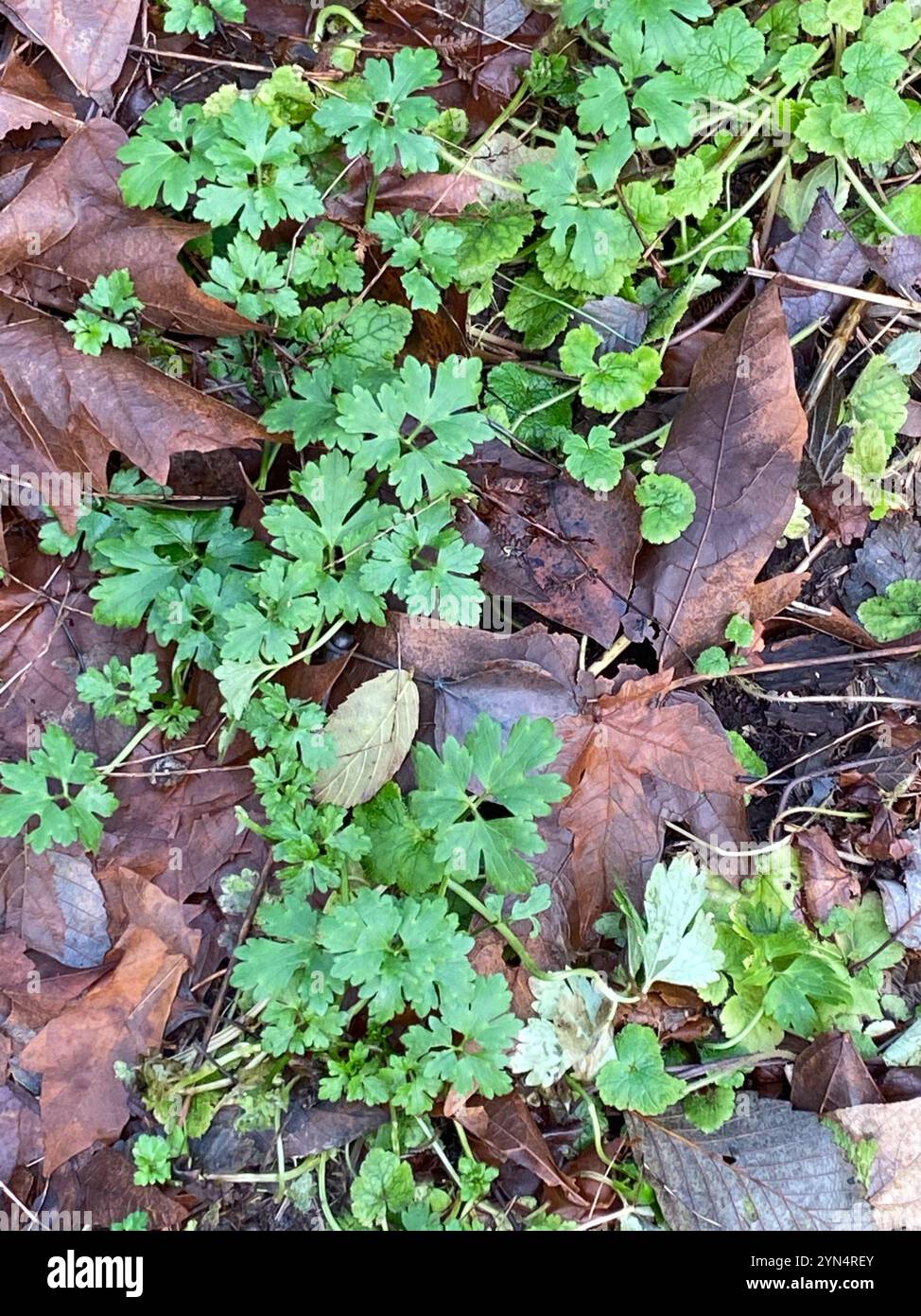 Creeping buttercup (Ranunculus repens Stock Photo - Alamy
