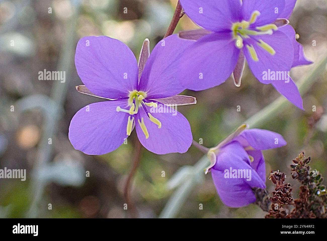 Common Sunspurge (Heliophila subulata Stock Photo - Alamy