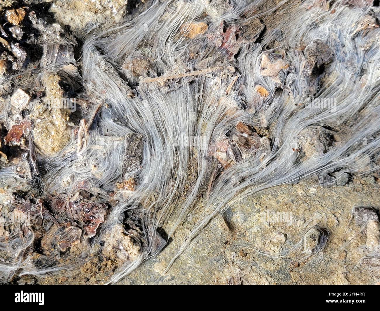 Vacuolate hi-res stock photography and images - Alamy