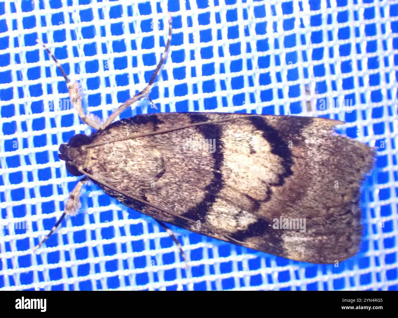 Owlet Moths and Allies (Noctuoidea Stock Photo - Alamy