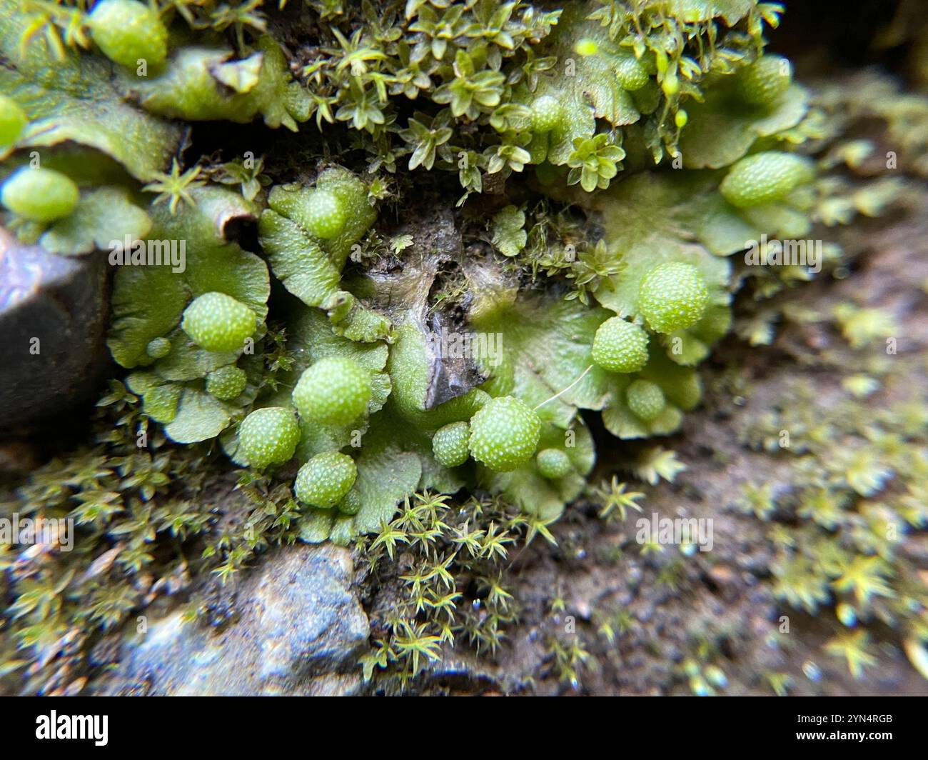 Asterella hi-res stock photography and images - Alamy