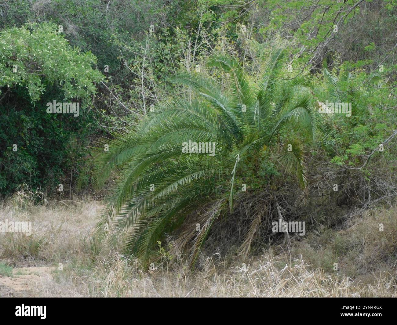 Reclining Date Palm (Phoenix reclinata Stock Photo - Alamy