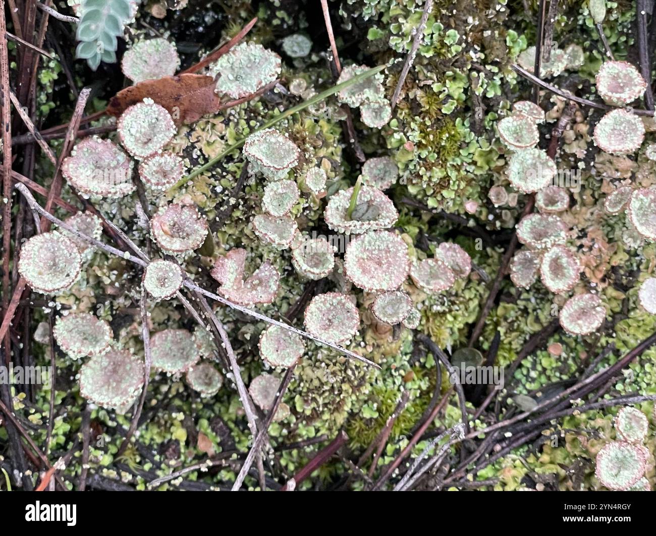 pixie cup and reindeer lichens (Cladonia Stock Photo - Alamy