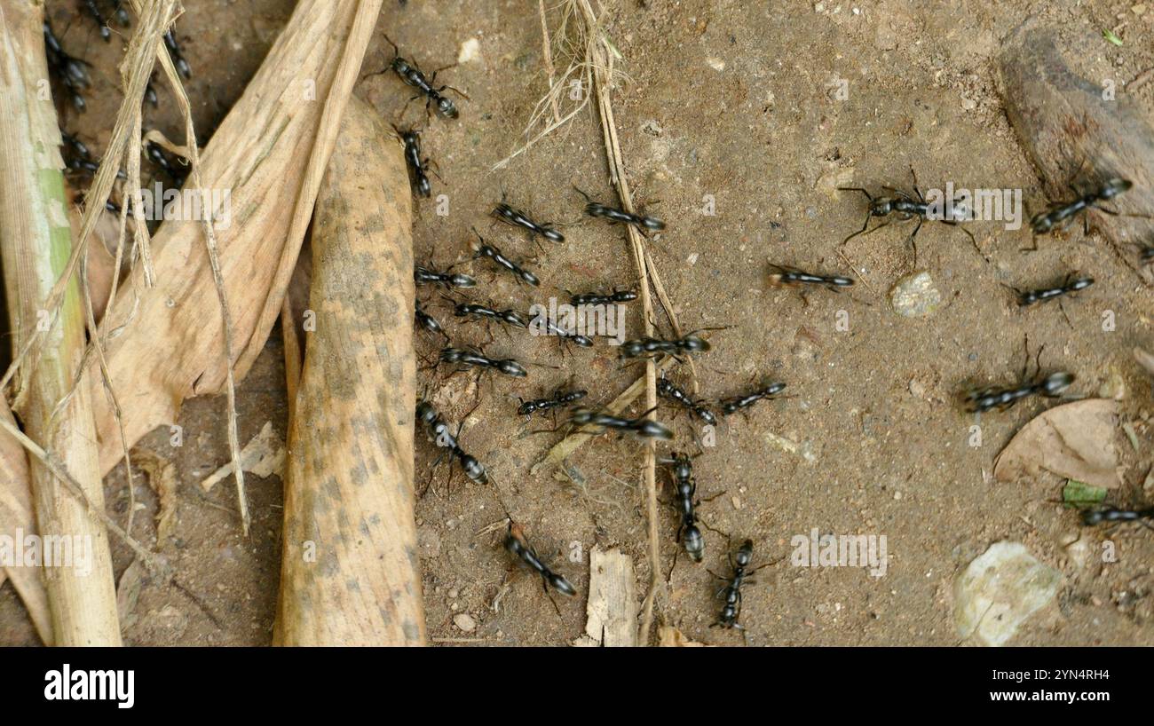 Matabele Ant (Megaponera analis Stock Photo - Alamy