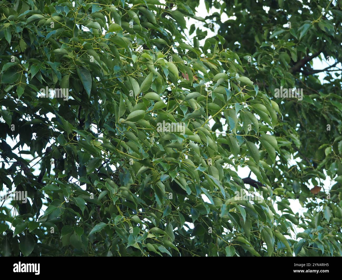 Camphor Tree (Cinnamomum camphora Stock Photo - Alamy