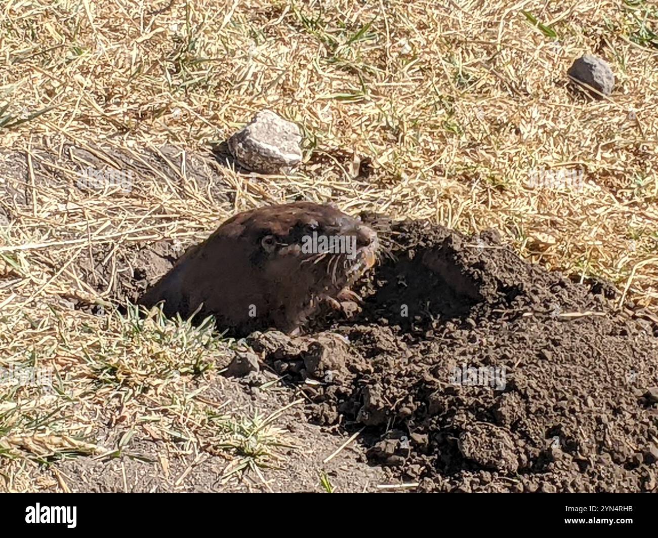 Smoky Pocket Gopher (Cratogeomys fumosus Stock Photo - Alamy