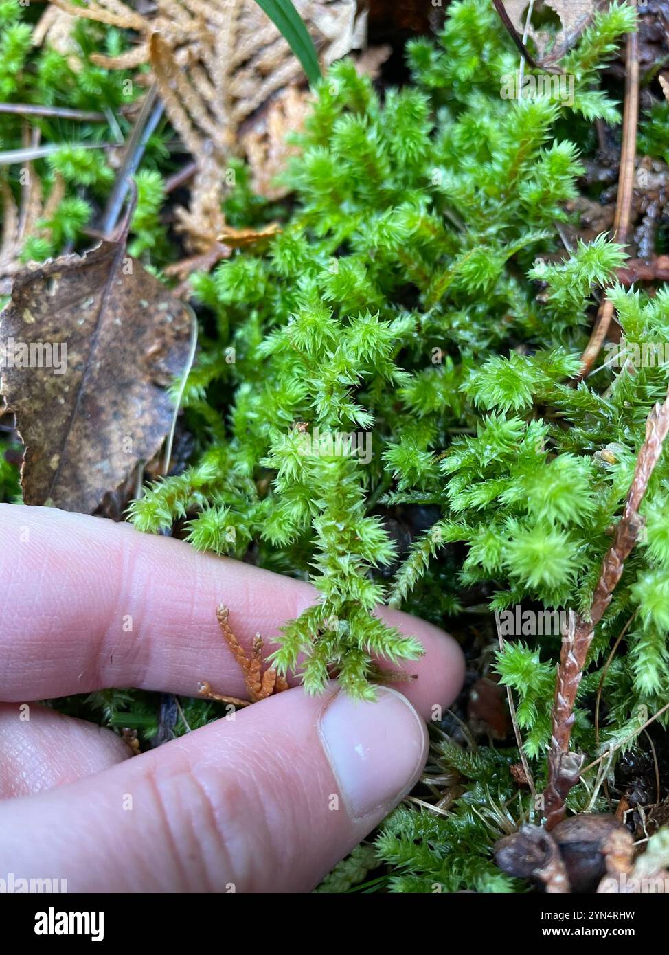 rough goose neck moss (Hylocomiadelphus triquetrus Stock Photo - Alamy