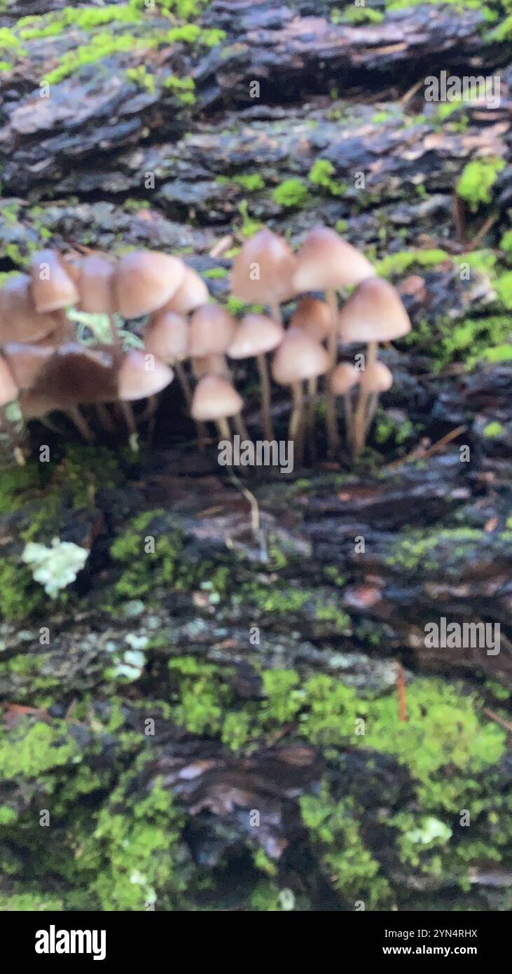 Bleeding Fairy Helmet (Mycena haematopus Stock Photo - Alamy