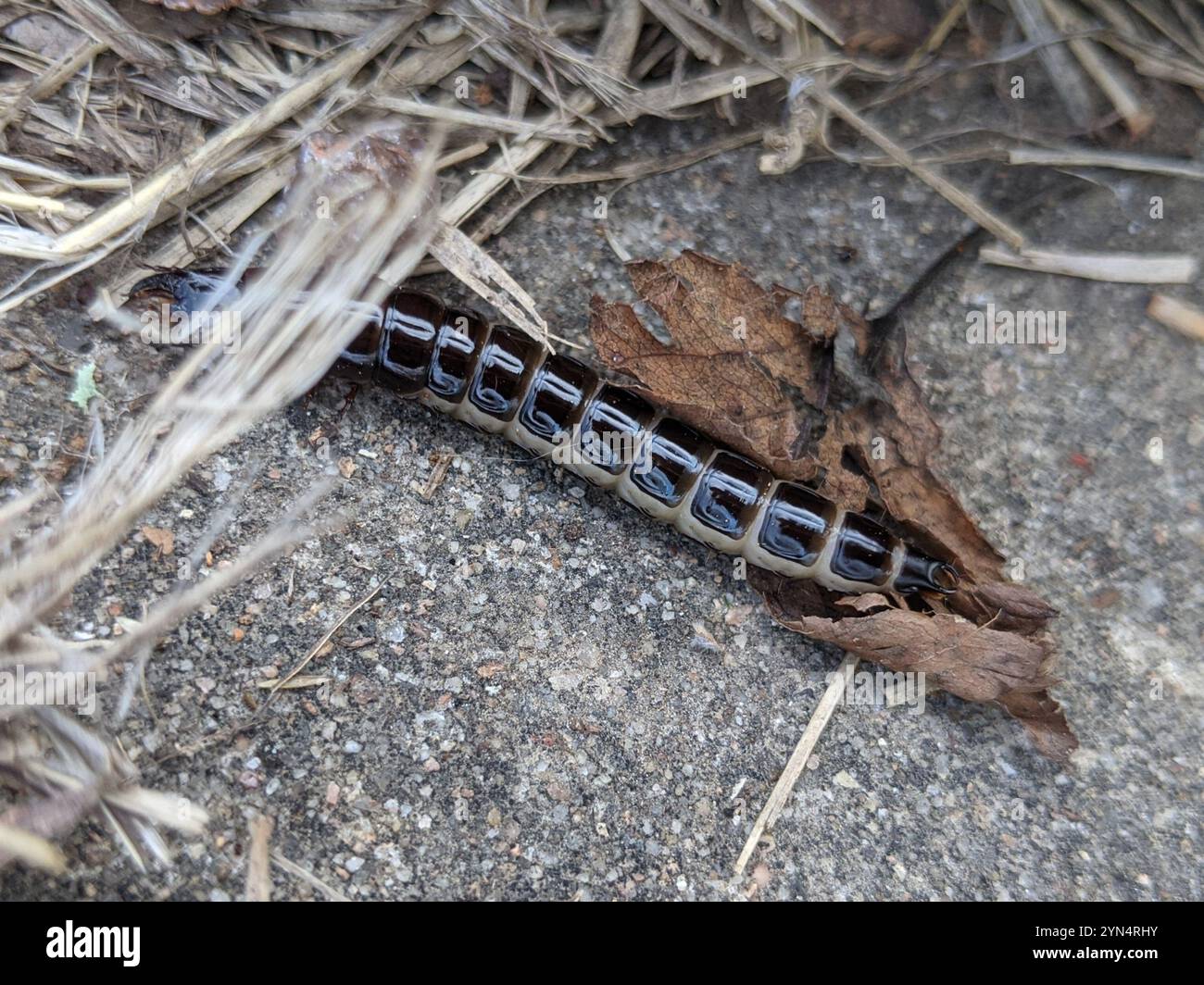 Warrior Beetles (Pasimachus Stock Photo - Alamy