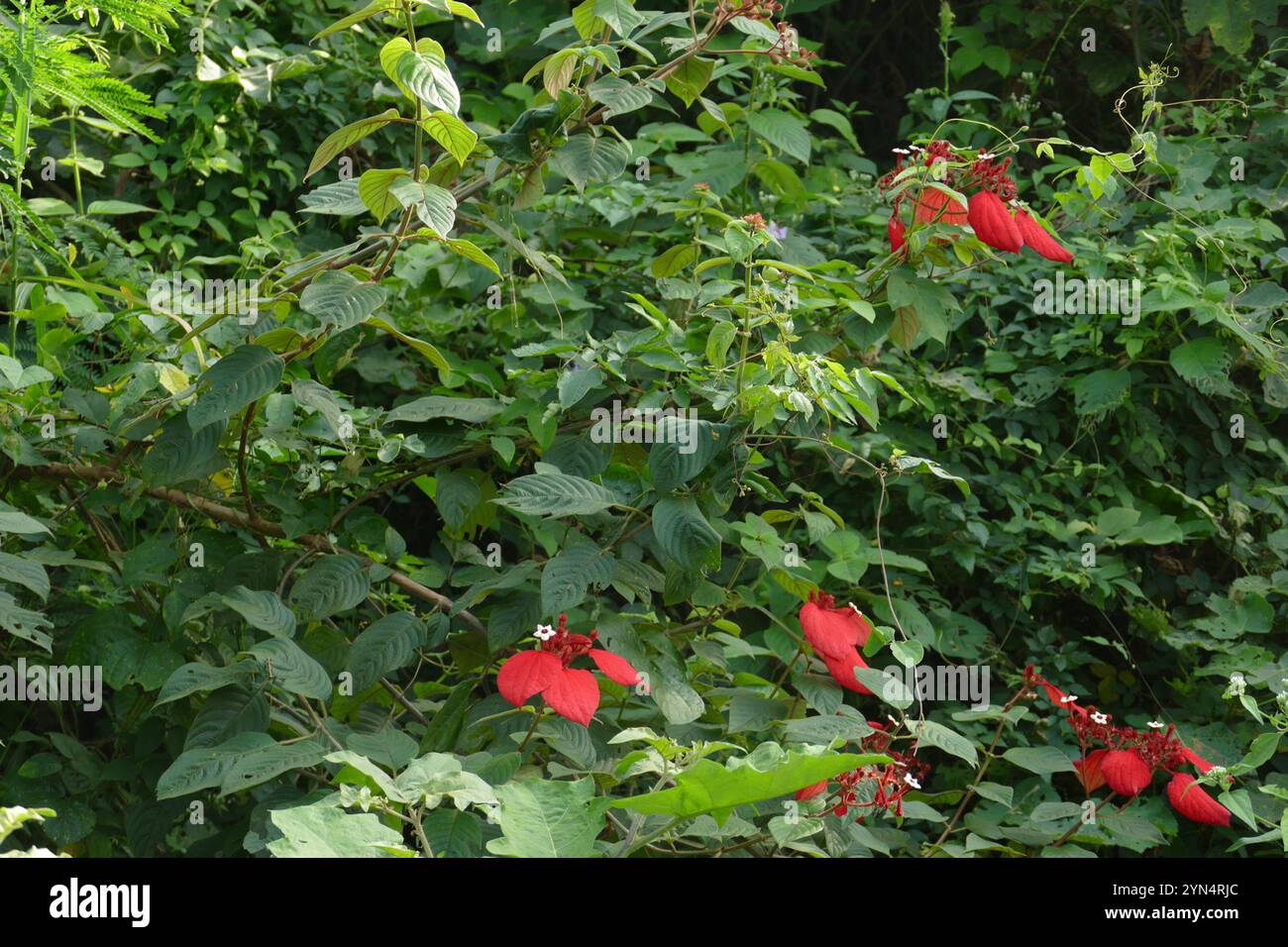Red-leaved Mussaenda (Mussaenda erythrophylla Stock Photo - Alamy