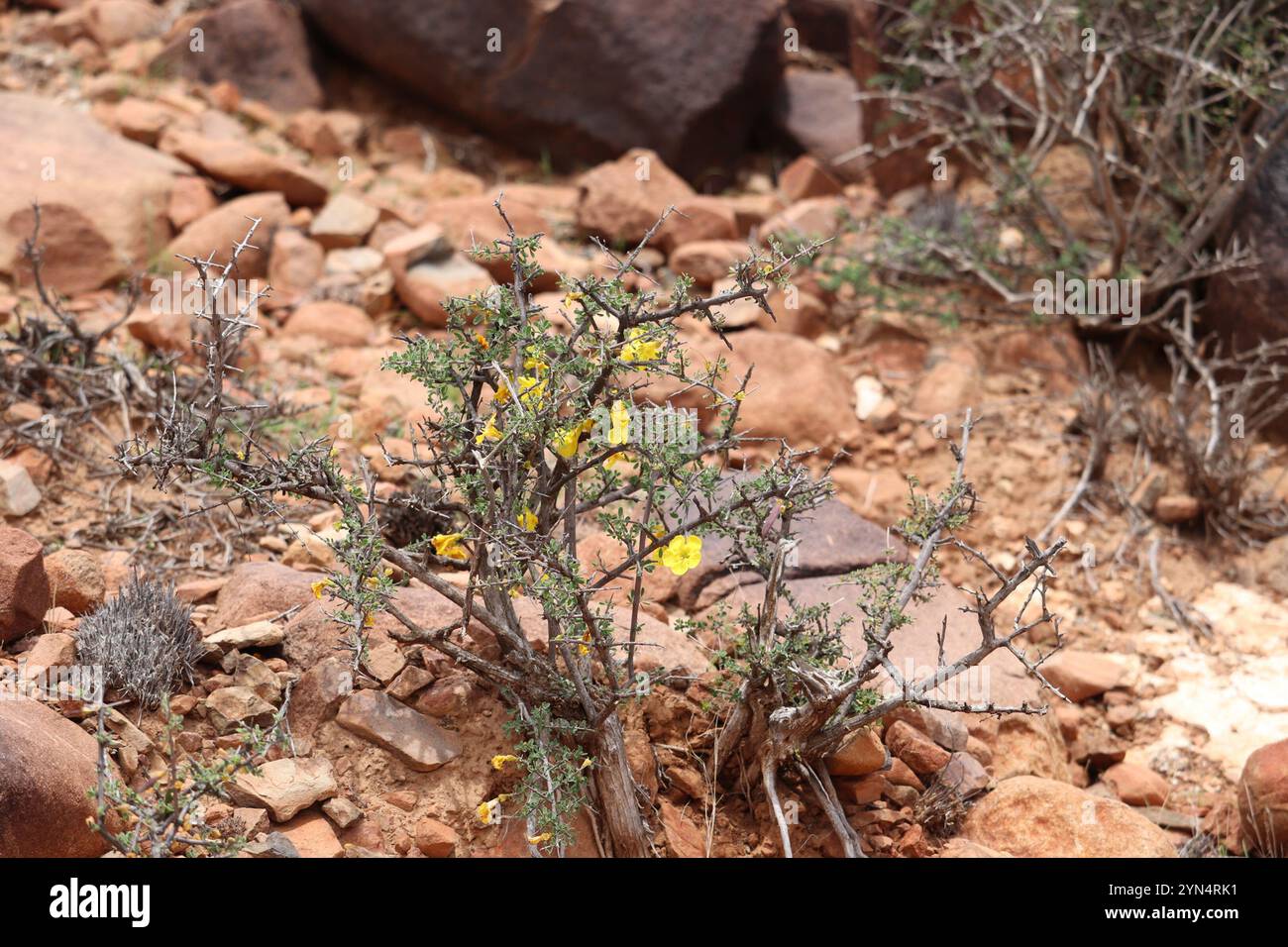 Karoo rhigozum hi-res stock photography and images - Alamy