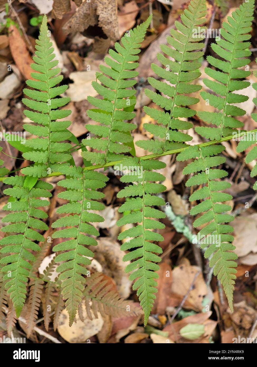 coastal woodfern (Dryopteris arguta Stock Photo - Alamy
