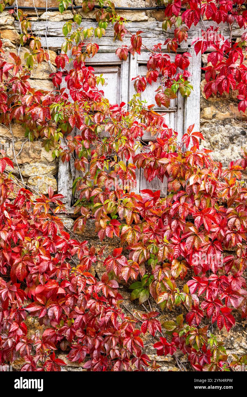 Red vine surrounding a window on an old facade, Horcadas village, Riaño ...