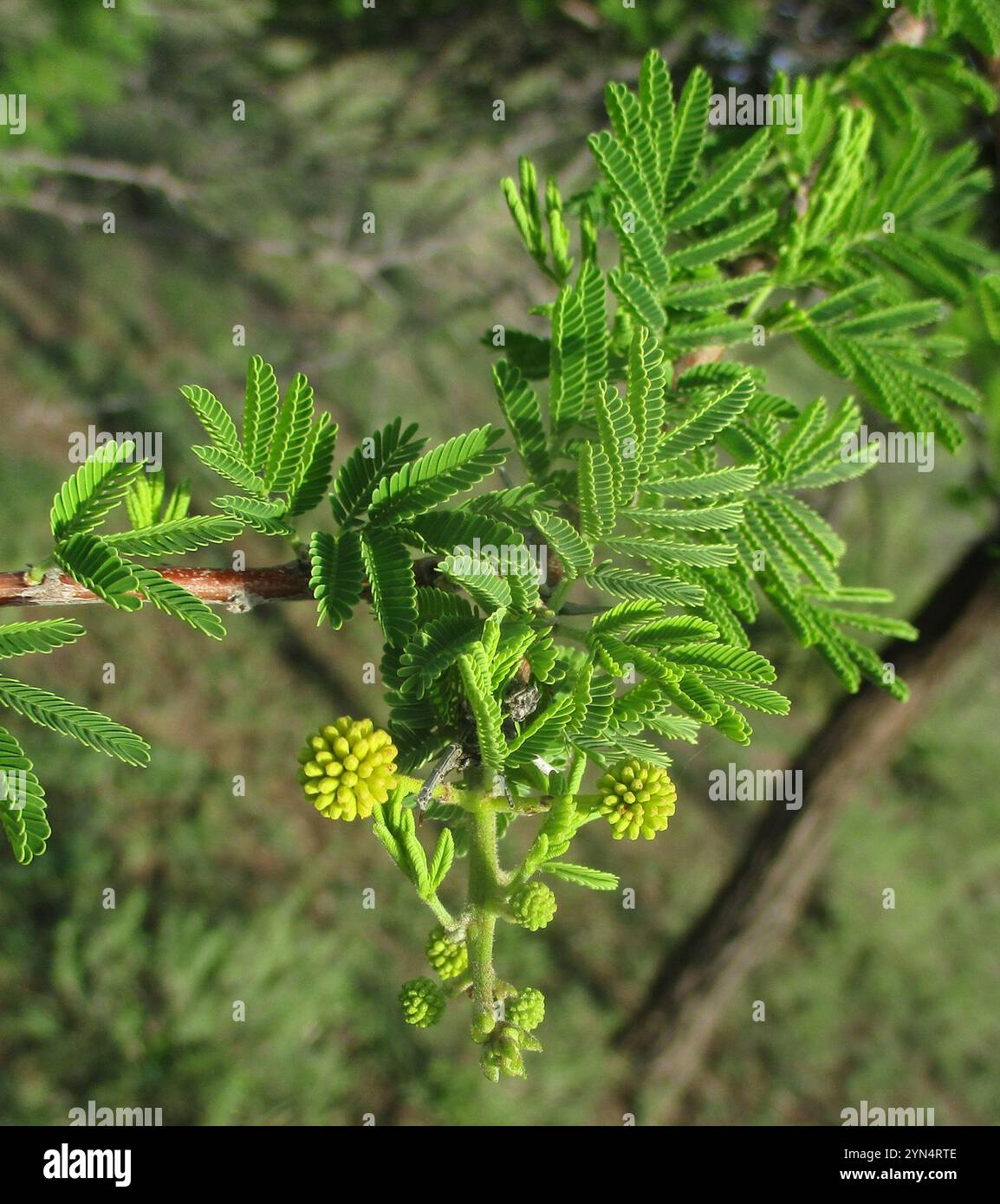 Showy mistletoes hi-res stock photography and images - Alamy