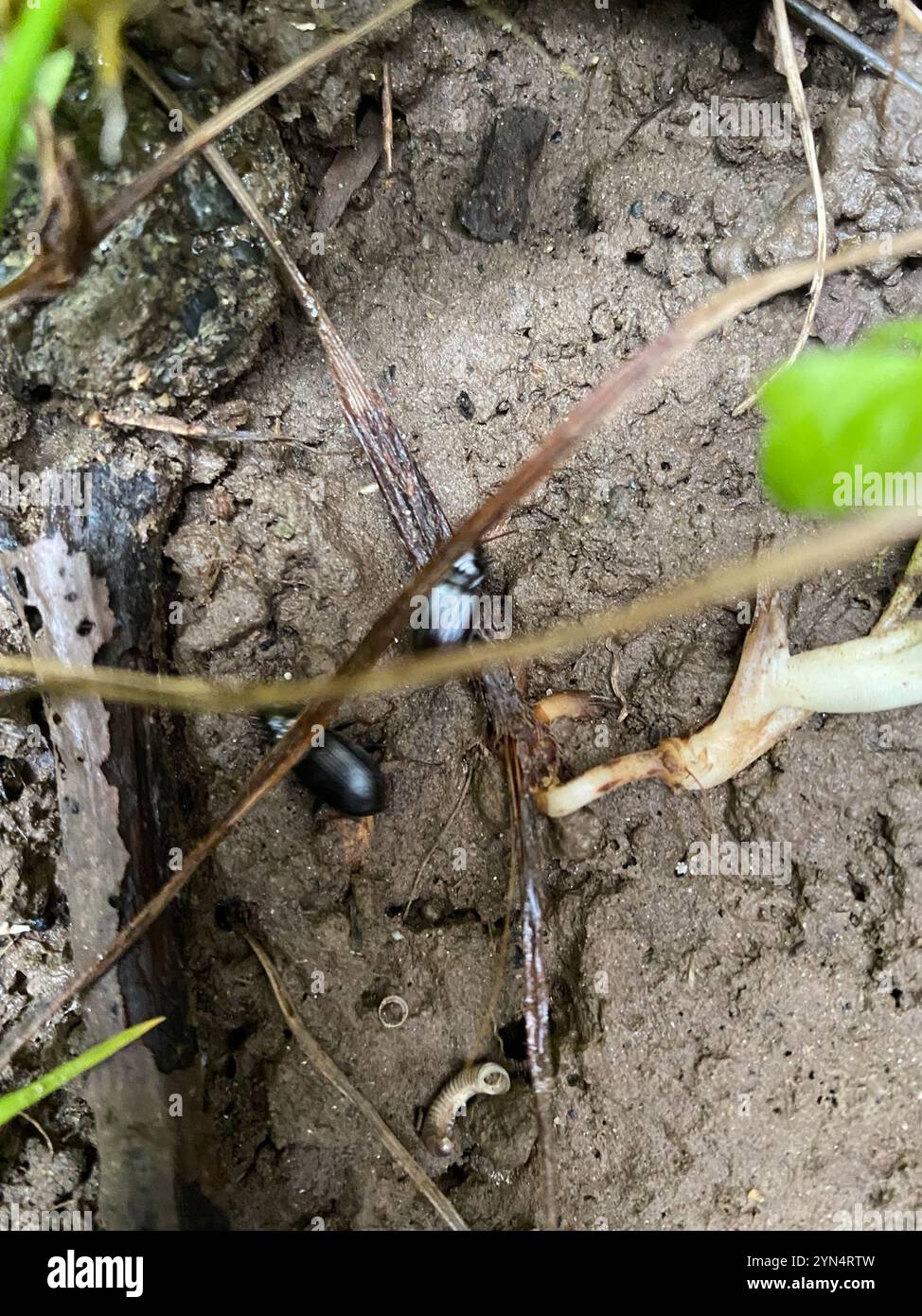 European Gazelle Beetle (Nebria brevicollis Stock Photo - Alamy
