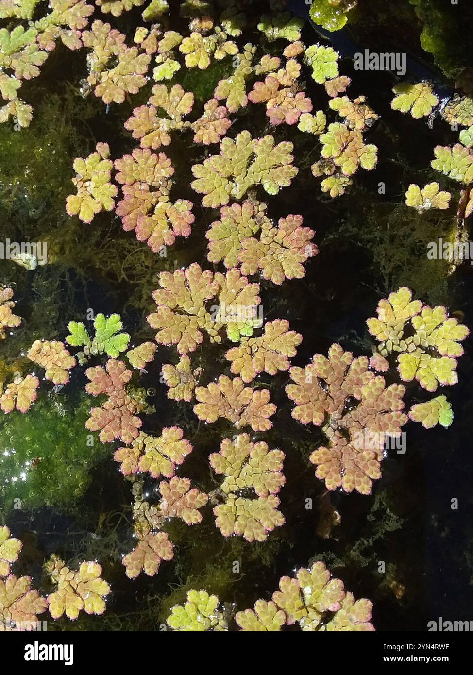 Red Azolla (Azolla rubra Stock Photo - Alamy