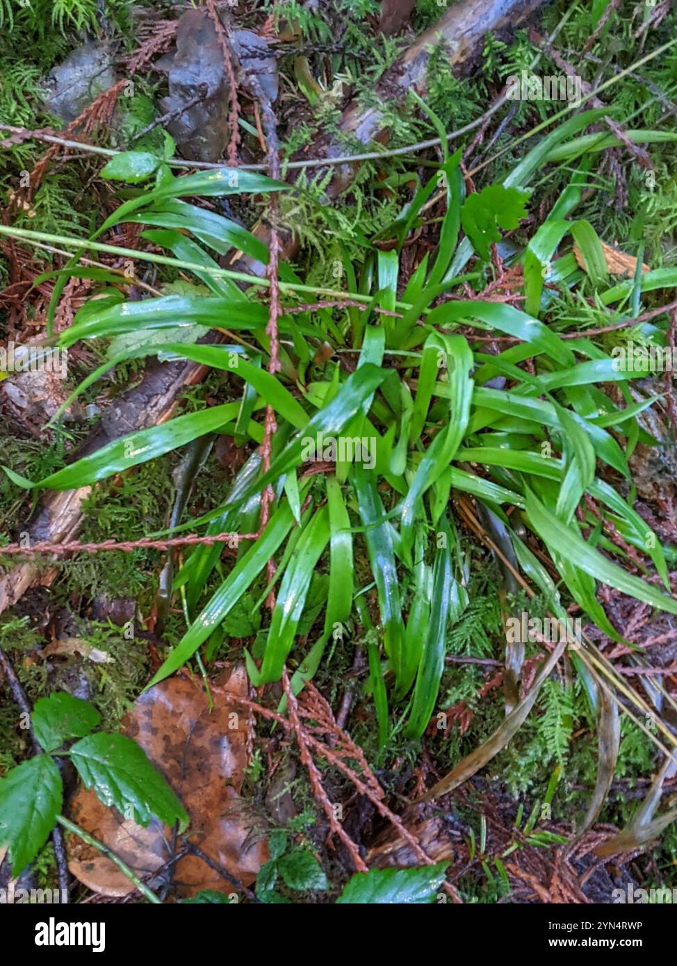 Small-flower Woodrush (Luzula parviflora Stock Photo - Alamy