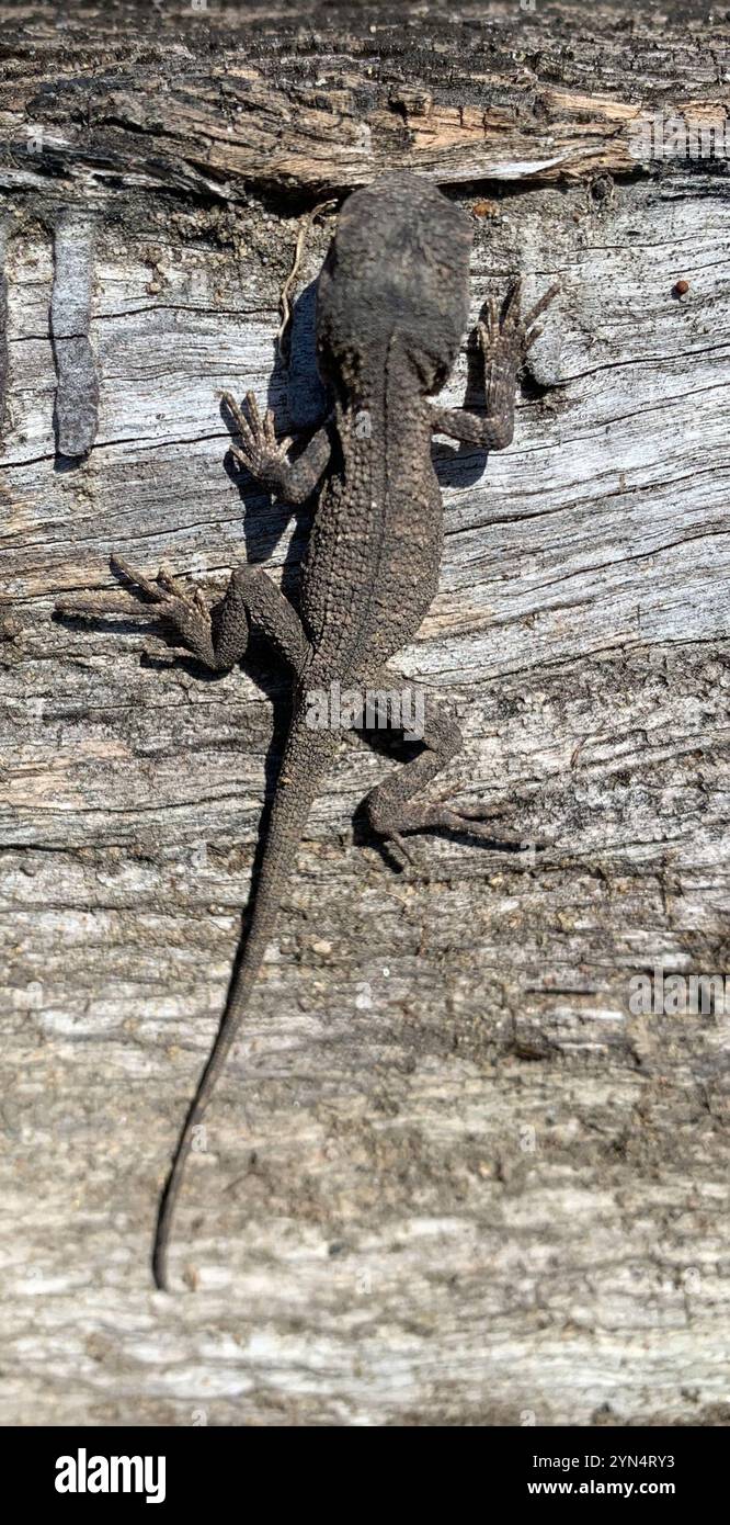 Jacky Dragon (Amphibolurus muricatus Stock Photo - Alamy