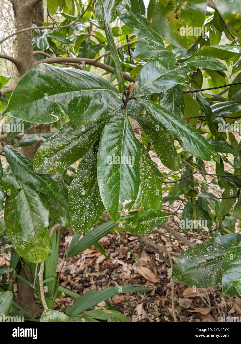Green Leaf Spots (Strigula smaragdula Stock Photo - Alamy