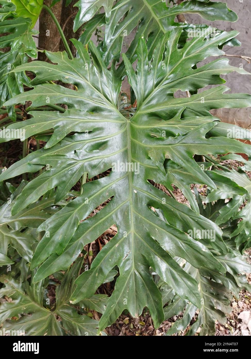 Tree Philodendron (Thaumatophyllum bipinnatifidum Stock Photo - Alamy