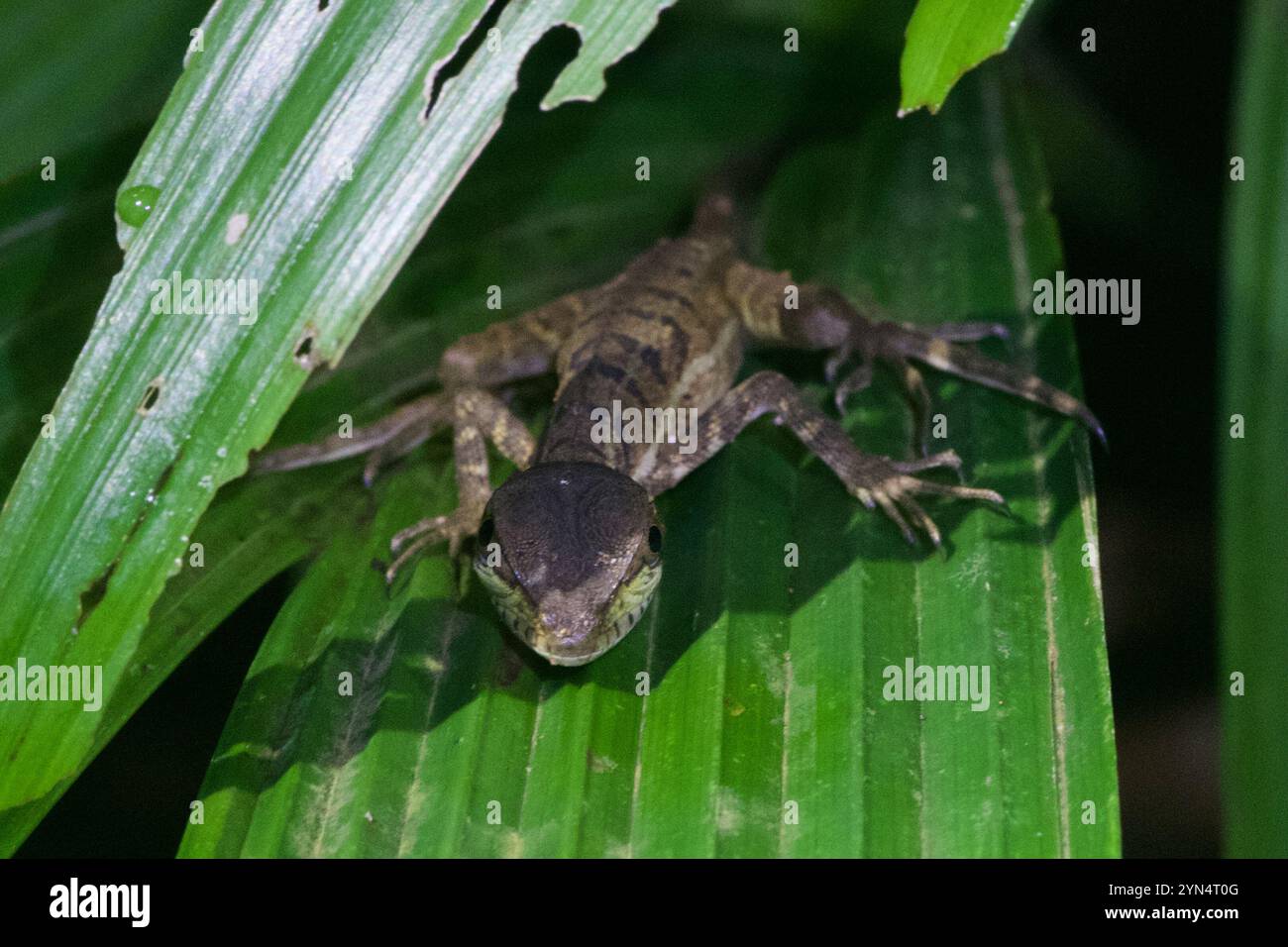 Common Basilisk (Basiliscus basiliscus Stock Photo - Alamy