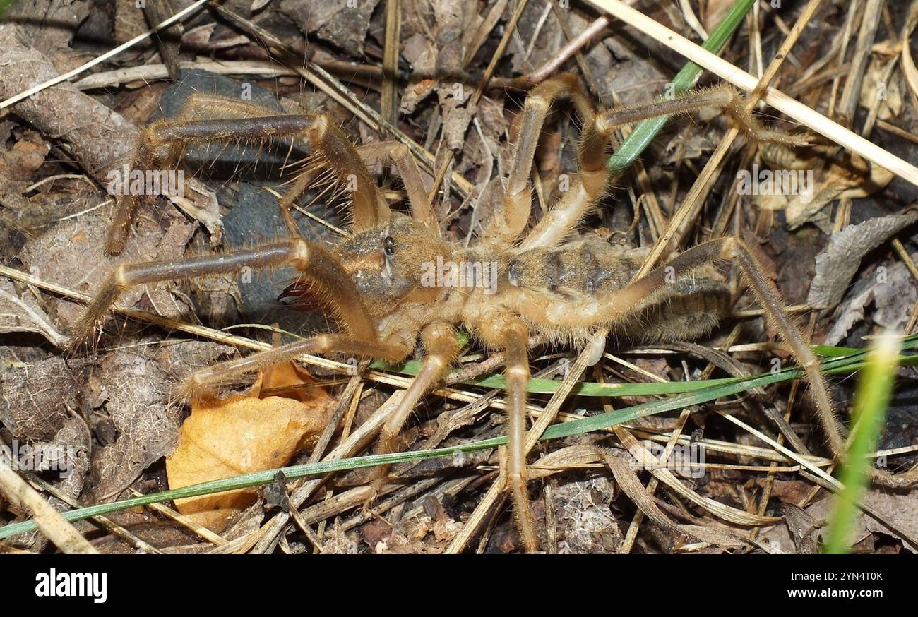 Galeodes hi-res stock photography and images - Alamy