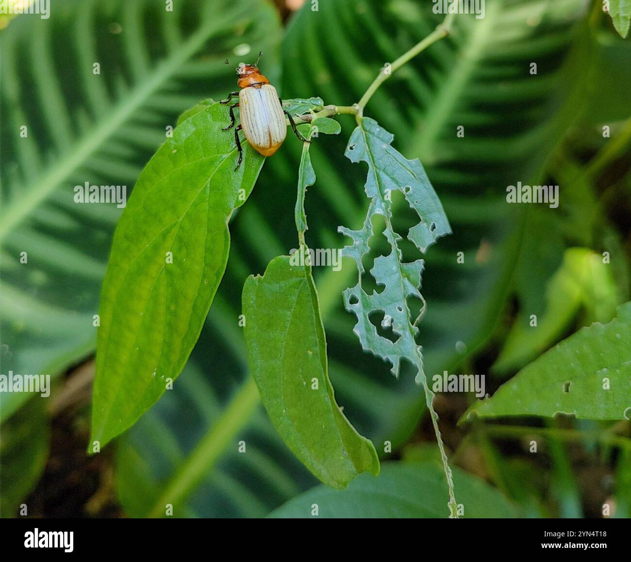 Bolax hi-res stock photography and images - Alamy