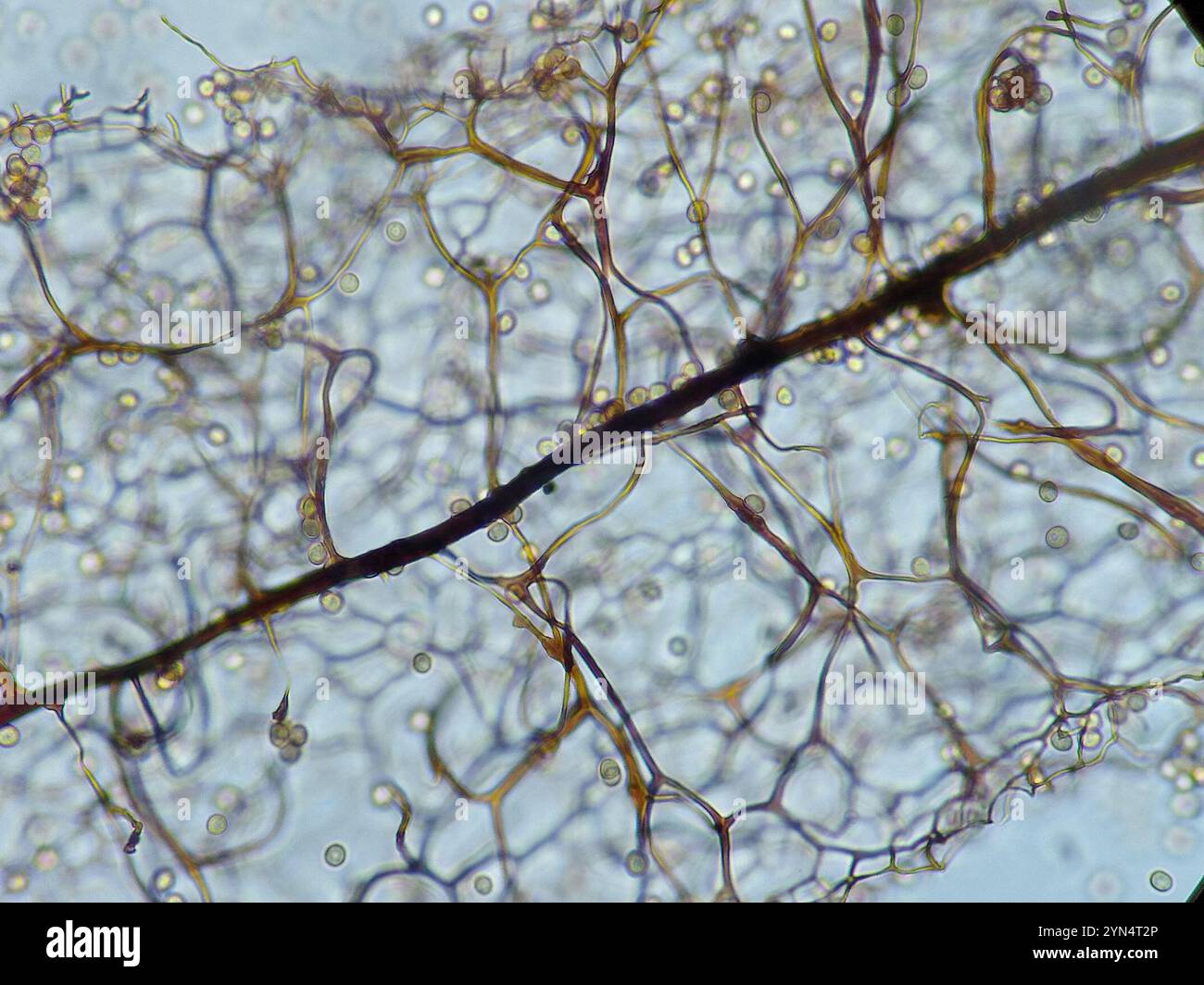 Stemonitis axifera hi-res stock photography and images - Alamy