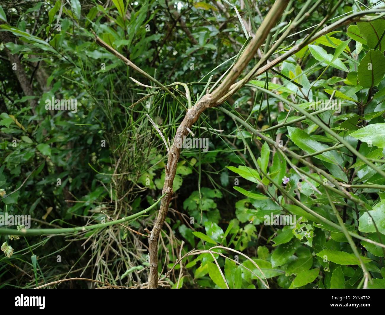 New Zealand common broom (Carmichaelia australis Stock Photo - Alamy
