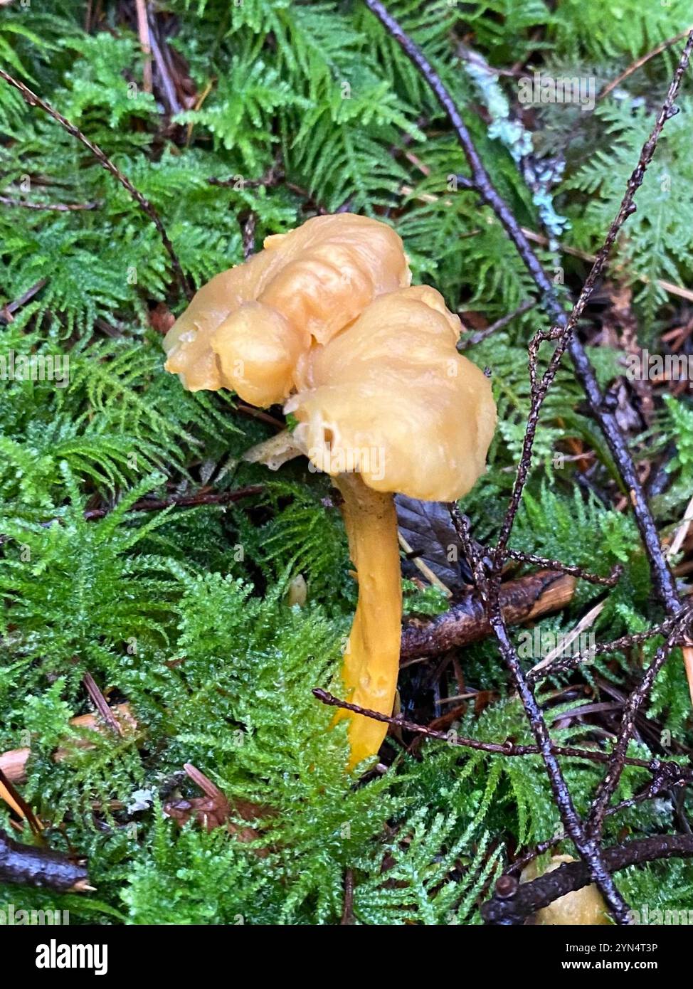 Yellowfoot (Craterellus tubaeformis Stock Photo - Alamy