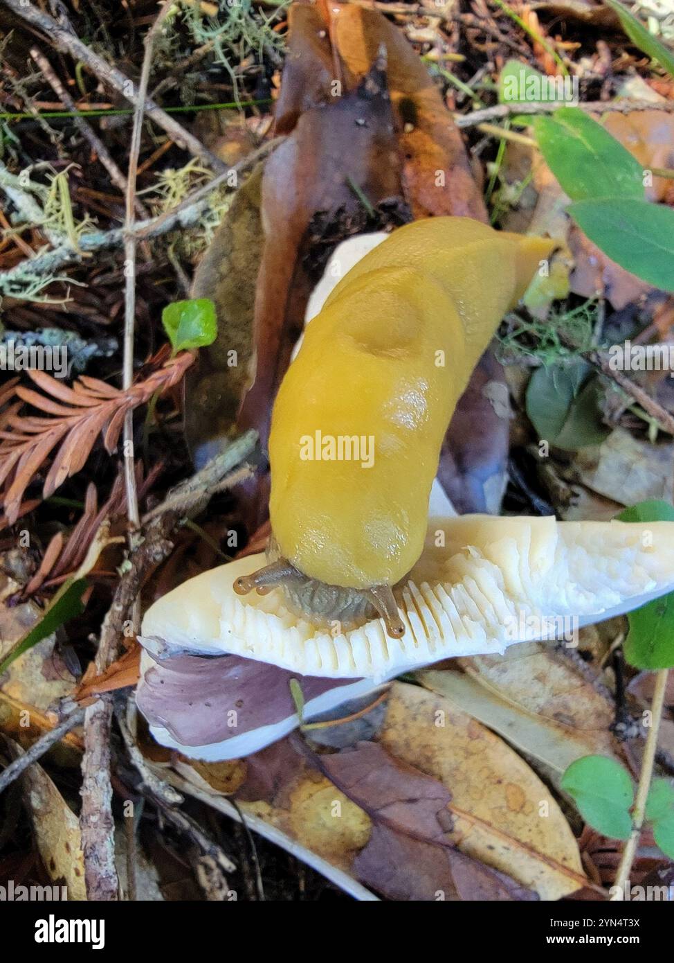 California Banana Slug (Ariolimax californicus Stock Photo - Alamy